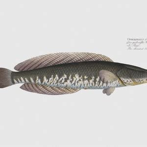 Fish Wall Art The Streaked Snake Head Fish Art Ophicephalus