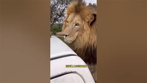 饲养员拍完最后的合影即将告别园林，陪伴了十年的大猫不忍分离 Youtube