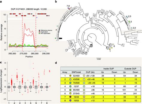 Transient Duplications Affect Gene Expression A Duplications Occur