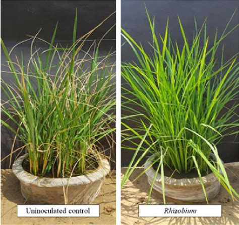 3 Effect Of Rhizobium Inoculation On Rice Growth Under Waterstressed