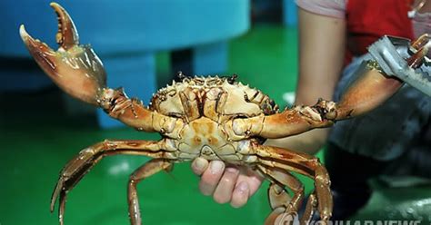 부산시 전국 최초 톱날꽃게 인공생산 성공