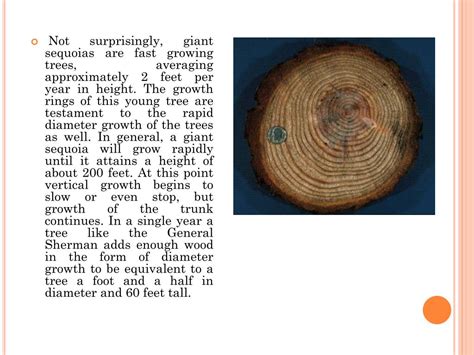 PPT The Giant Sequoia PowerPoint Presentation Free Download ID 2363872