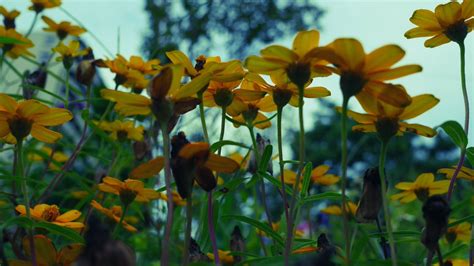 Missav Com Watch Hd Jav Online Free High Quality Av