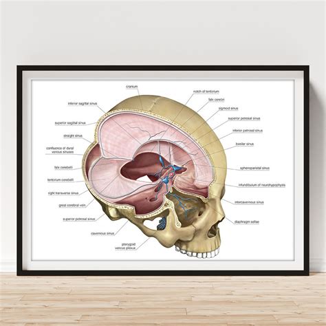 Venous System Of The Brain 4 Art Print By Science Photo Library