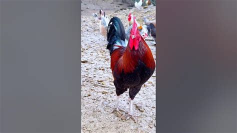 দেশি মুরগি পালনে যা যা সুবিধা দেশি মুরগি মুরগি পালন Chicken Farming Youtube