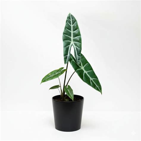 Jual Tanaman Hias Hidup Alocasia Longiloba Pohon Alocasia Berdaun