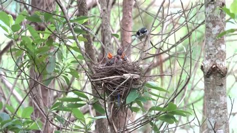 一个巢里两种鸟 不同成鸟一起喂：云南普洱拍到有趣视频凤凰网视频凤凰网