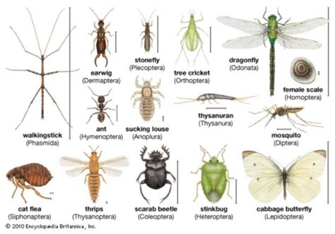 Free Insects Download Free Insects Png Images Free Cliparts On