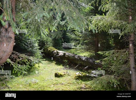 Tree Without Branches Hi Res Stock Photography And Images Alamy