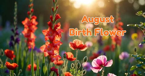 August Birth Flowers Gladiolus And Poppy Meaning And Ts