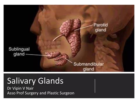 Salivary Glands Anatomy Clinical Features And Diseases Management Pptx