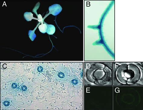 Tissue Specific Expression And Subcellular Localization Of Atabcg40