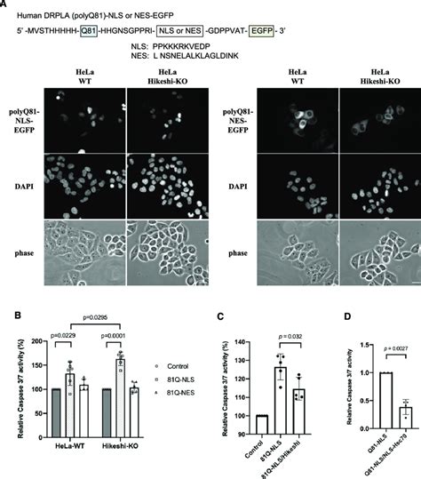 hikeshi reduces nuclear polyq induced apoptosis a cellular