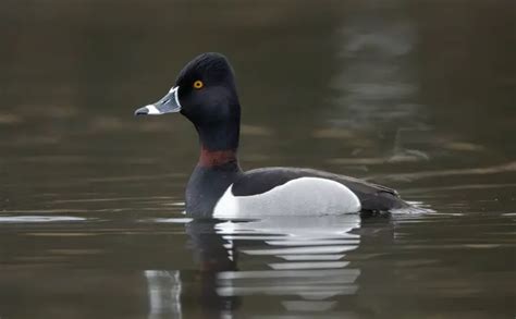 27 Ducks Of Michigan With Pictures And Identification