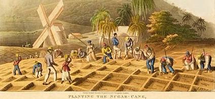 A Sugar Plantation