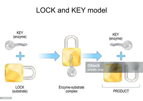 자물쇠 및 열쇠 모델 효소 기질 생성물 및 화학적 메커니즘 혁신 개념에 대한 스톡 벡터 아트 및 기타 이미지 혁신 개념 효소 0명 Istock