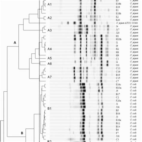 Dendrogram Of The Cluster Analysis Of Campylobacter Isolates Based On