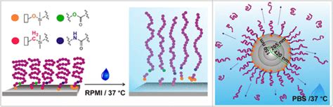 Degrafting Of Polypolyethylene Glycol Methacrylate Brushes From Planar And Spherical Silicon