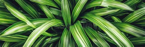 From Above A Lush Green Grass Field Forms The Backdrop Showcasing A