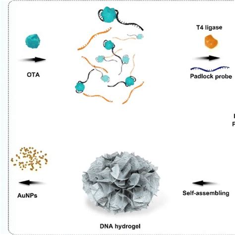 Diagram Of The Principle Of The Colorimetric Aptasensor For Ota Download Scientific Diagram