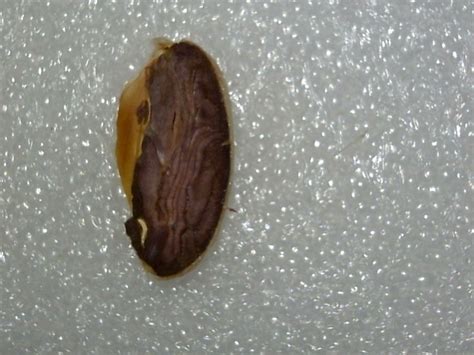 Trained Object Detection Dataset And Pre Trained Model By Cacaotrain