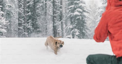 빨간 재킷을 입은 사람과 눈 속의 개 사진 Unsplash의 개 이미지