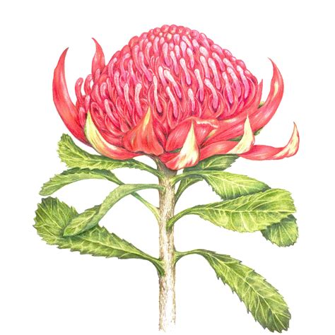 Waratah Stem Belle Mitchell Artist And Illustrator