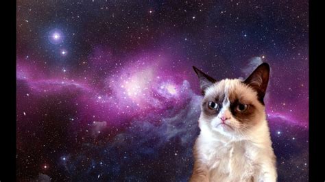 Grumpy Cat Jokes 1 Youtube