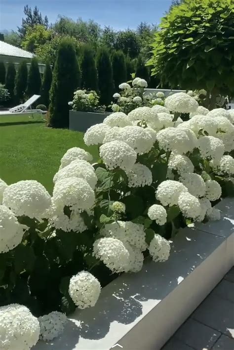 Jo Simonetta Personality