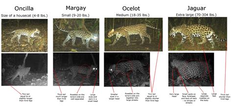 Ocelot Size Comparison