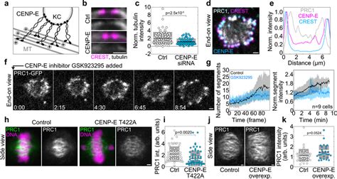 Cenp E Promotes Overlap Bundle Formation A Scheme Of Cenp E Driven