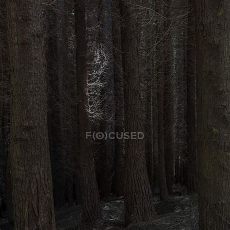 Naked Trees In Forest Park Nature Stock Photo