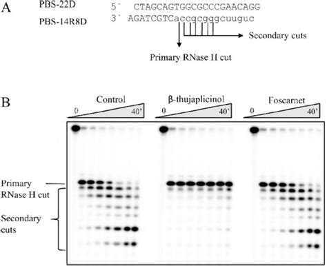 Hiv 1 Reverse Transcriptase Can Simultaneously Engage Its Dnarna