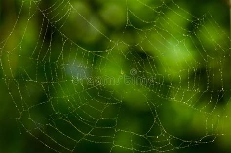 Spider Net Image Stock Image Image Of White Danger 269816365