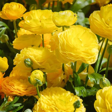 Types Of Yellow Flowers List Of Names With Pictures