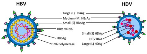 Hepatitis D Virus Structure