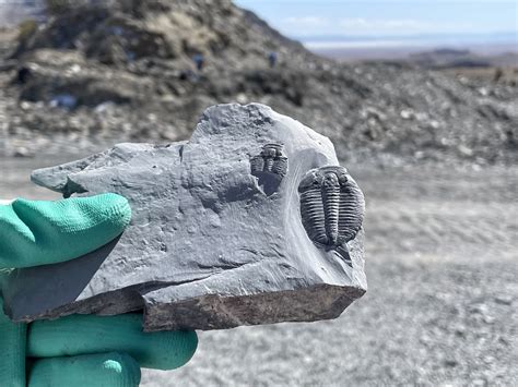 Trilobite Fossil Utah