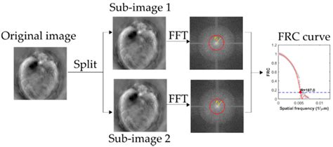 Resolution Estimation Based On Fourier Ring Correlation Frc Download Scientific Diagram