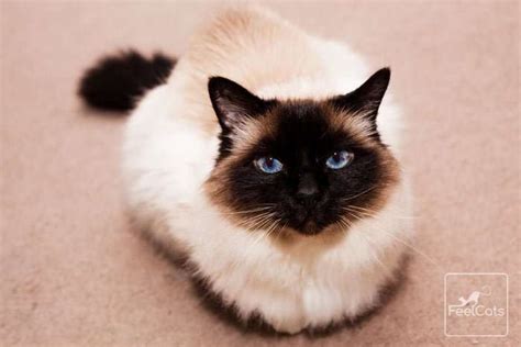 Gato Himalayo Persa Carácter Origen Y Curiosidades Feelcats