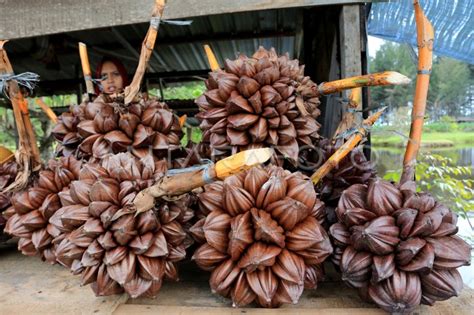 Permintaan Buah Nipah Meningkat Selama Ramadhan Antara Foto