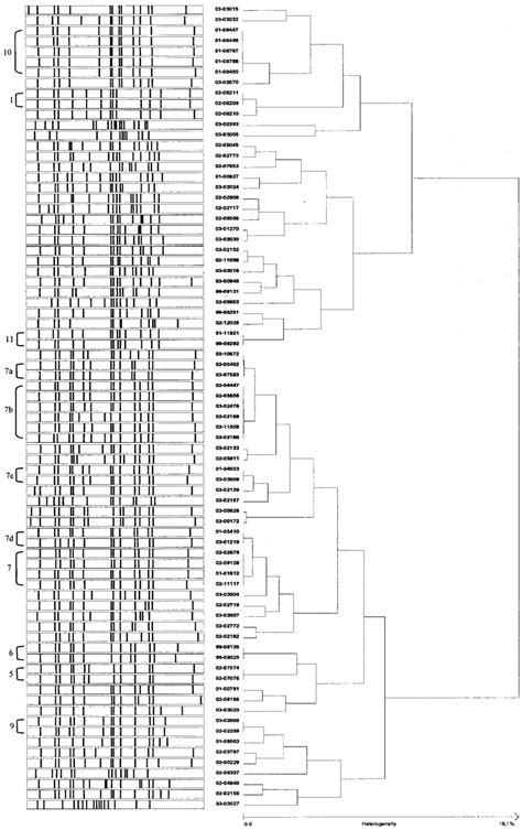 cluster analysis of ehec o145 strains derived from pfge data strain