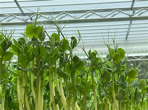 Pea Tendrils🌱 Rosslyn Gardens