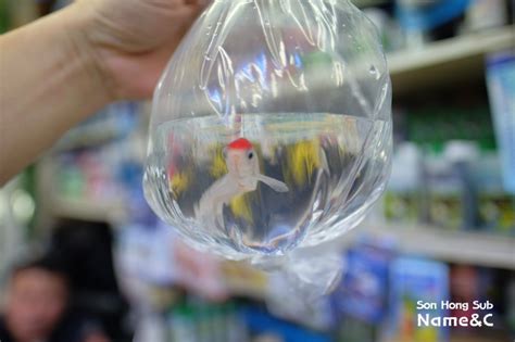 금붕어 키우기 금붕어 어항 예인이가 아파트 야시장에서 잡아온 금붕어 2마리 집 만들어주기 네이버 블로그