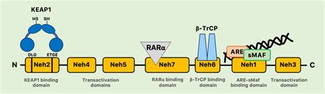 Functional Domains Of Human Nrf2 Nrf2 Has Seven Highly Conserved