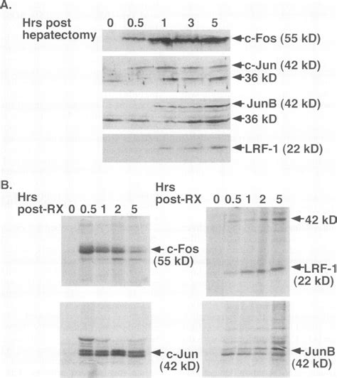 A C Fos C Jun Junb And Lrf I Remain Elevated For Extended Times Download Scientific
