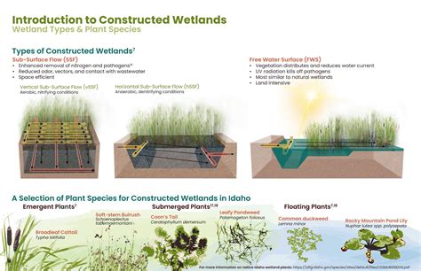 Types Of Constructed Wetlands
