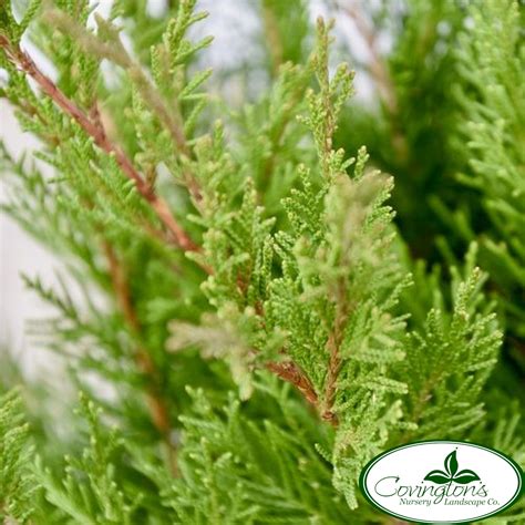 Juniper Sea Green Covingtons