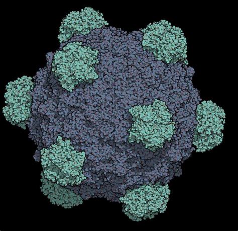 Phi X 174 Alchetron The Free Social Encyclopedia