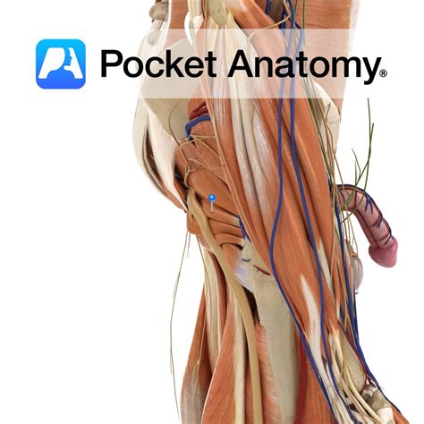 Scapula Infraspinous Fossa