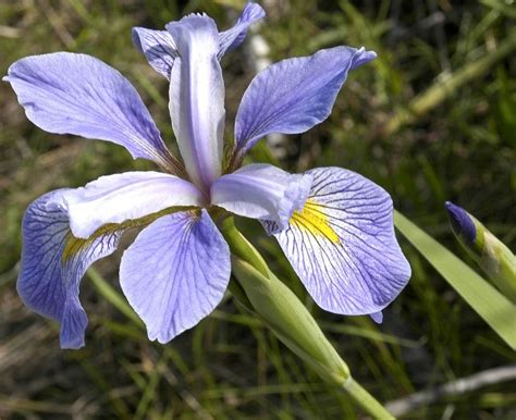 Iris Virginica Alchetron The Free Social Encyclopedia